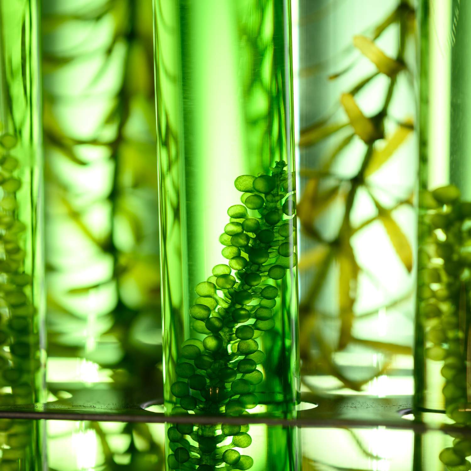 Green Biotech: A Skincare Revolution